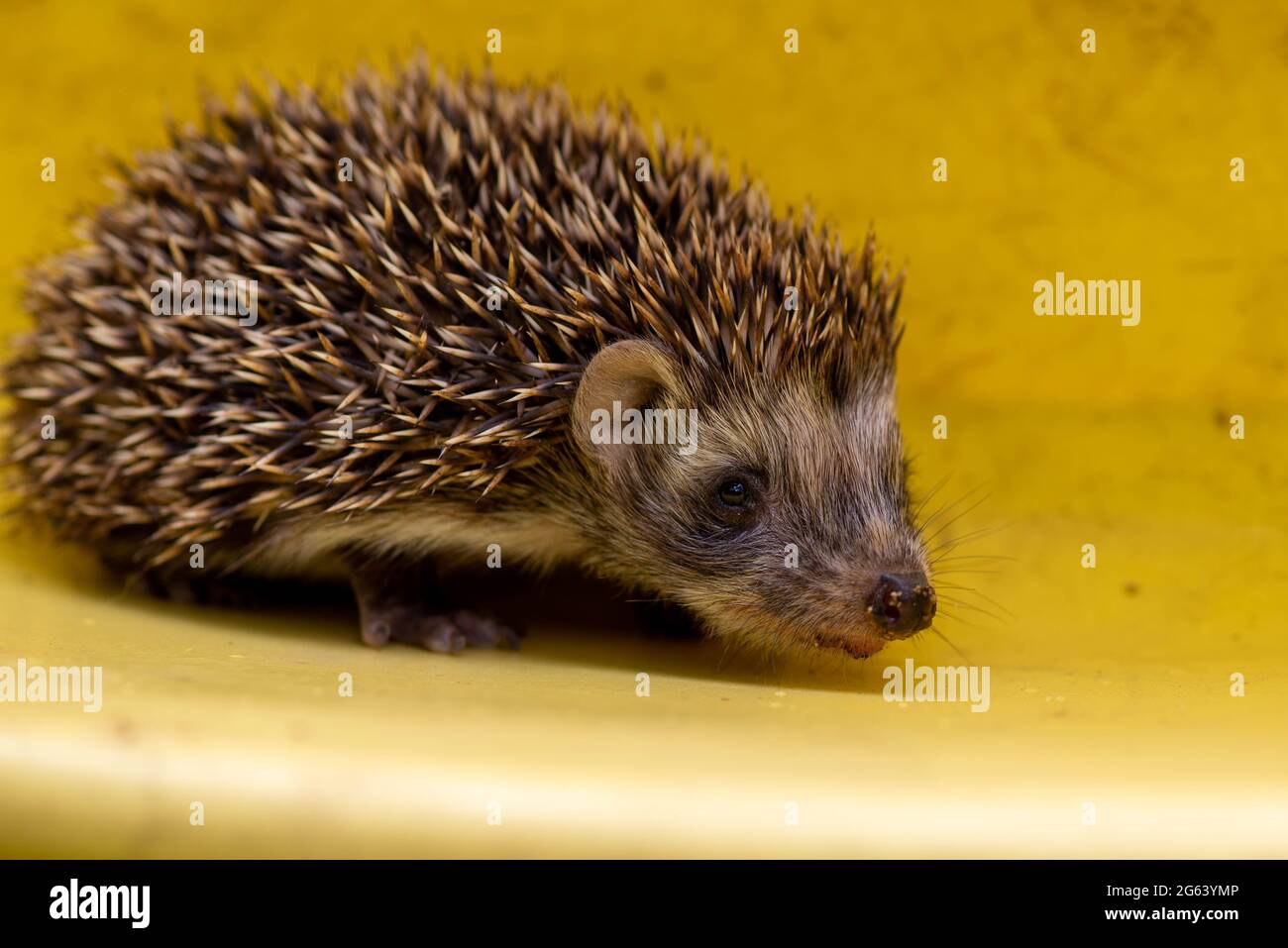 hedgehog cub sits in a yellow basin Stock Photo - Alamy