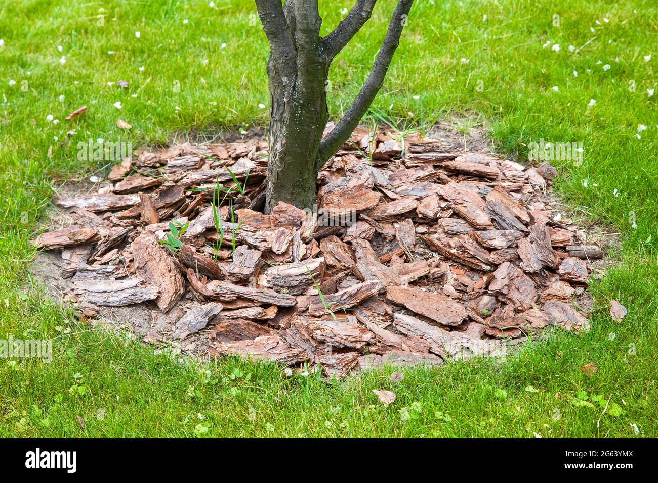 Mulch from the bark of tree around the growing tree trunk bushes on ...