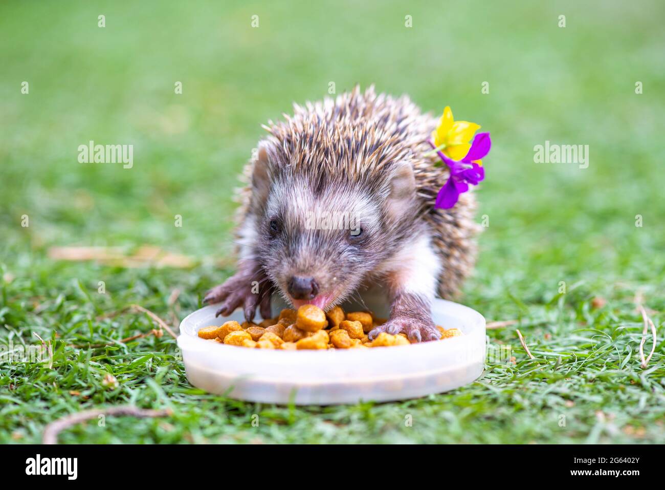 baby hedgehog with flowers eats food on the grass Stock Photo - Alamy
