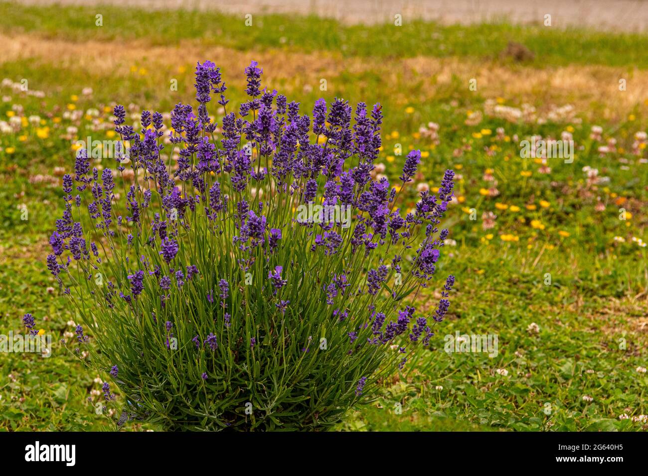 Lizard Peninsula Cornwall, we are the UK’s most southerly Lavender Farm ...