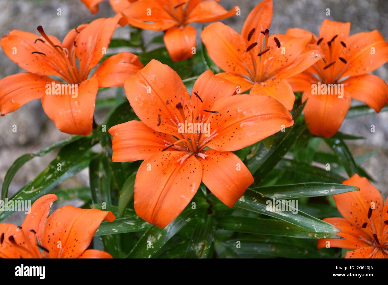 Orange Lily flowers (Lilium bulbiferum). Bouquet of flowers in a garden ...