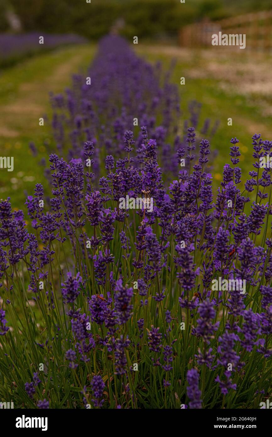 Lizard Peninsula Cornwall, we are the UK’s most southerly Lavender Farm ...