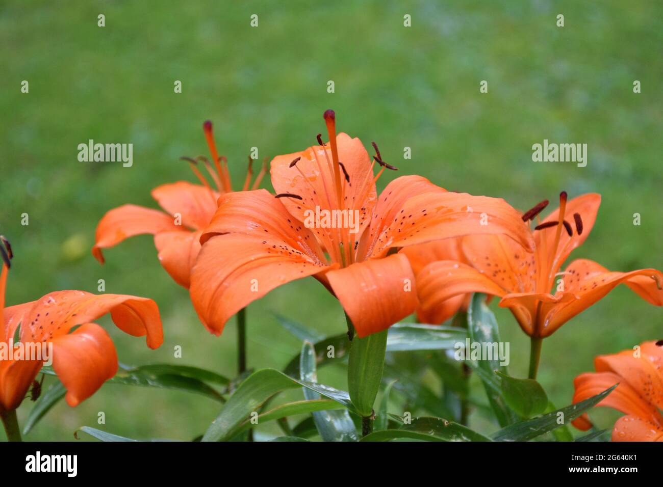 Orange Lily flowers (Lilium bulbiferum) in garden surrounded by grass ...
