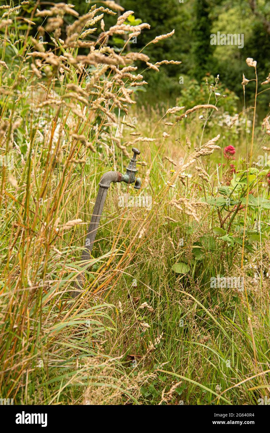Lizard Peninsula Cornwall, we are the UK’s most southerly Lavender Farm ...