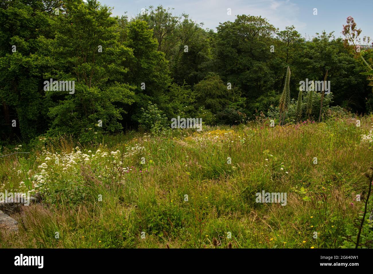 Lizard Peninsula Cornwall, we are the UK’s most southerly Lavender Farm ...