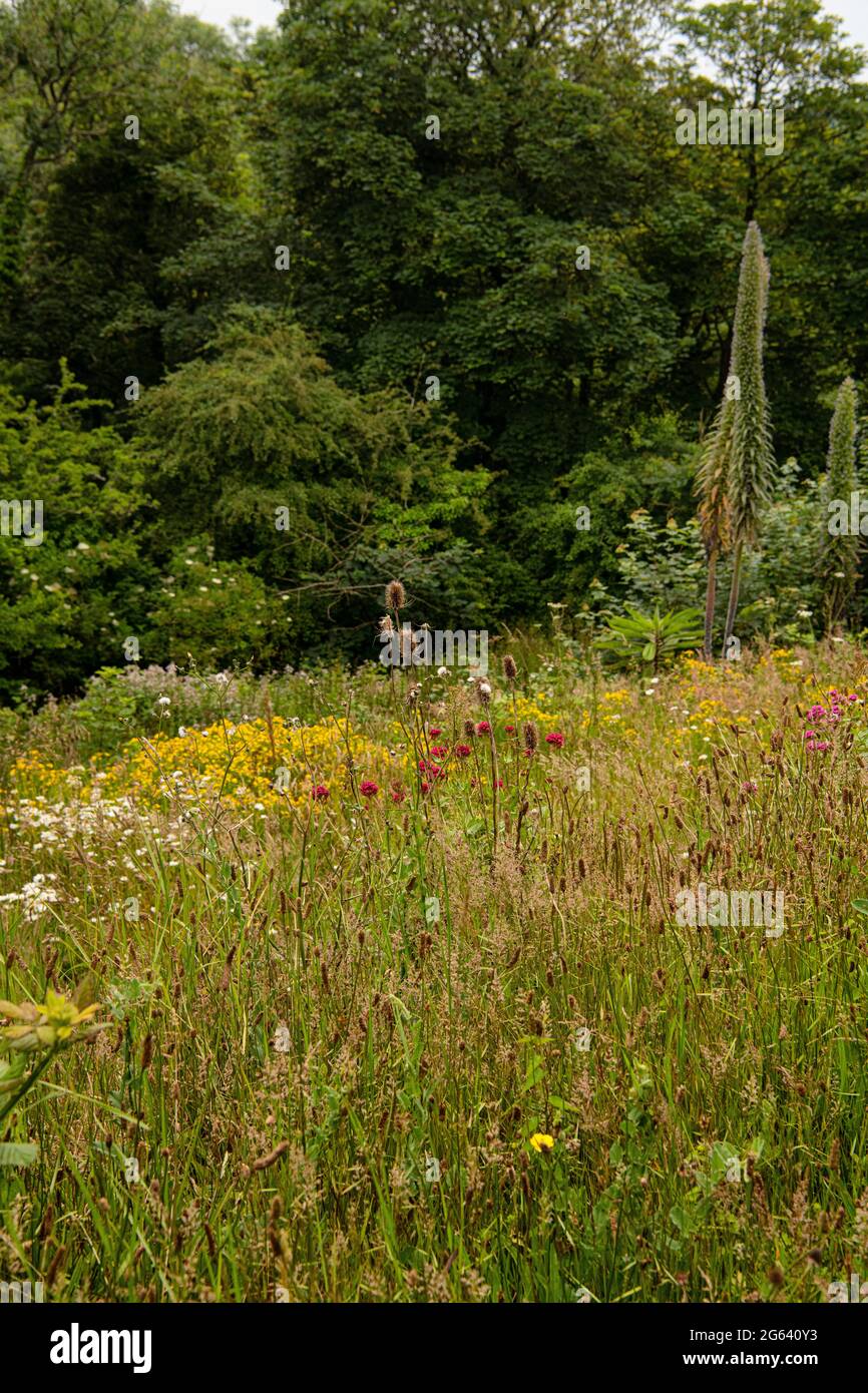 Lizard Peninsula Cornwall, we are the UK’s most southerly Lavender Farm ...