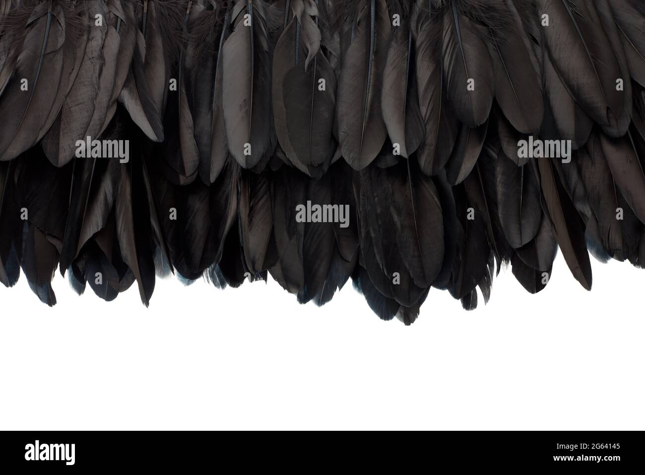 Black feathers texture background border on white, clipping path Stock ...