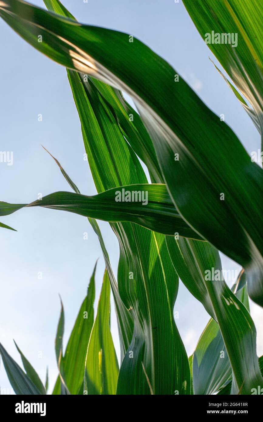 Green corn leaf texture hi-res stock photography and images - Alamy