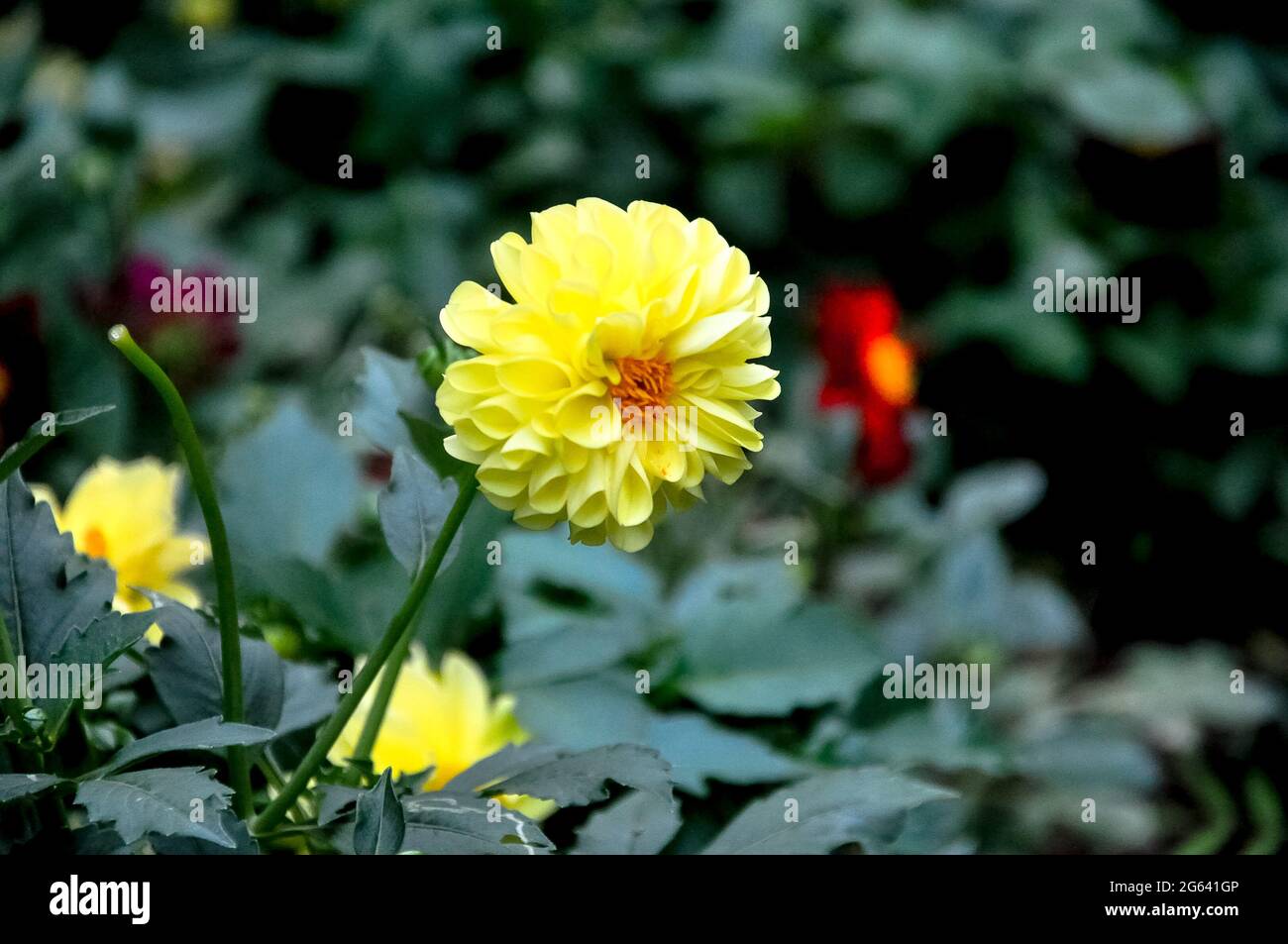 Natural social photography hi-res stock photography and images - Alamy