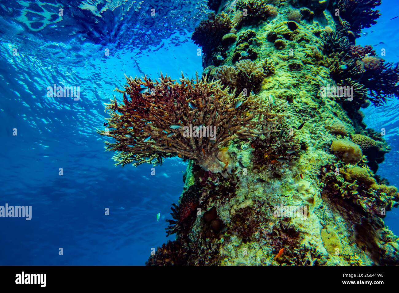 Coral reef and water plants in the Red Sea, Eilat Israel Stock Photo ...