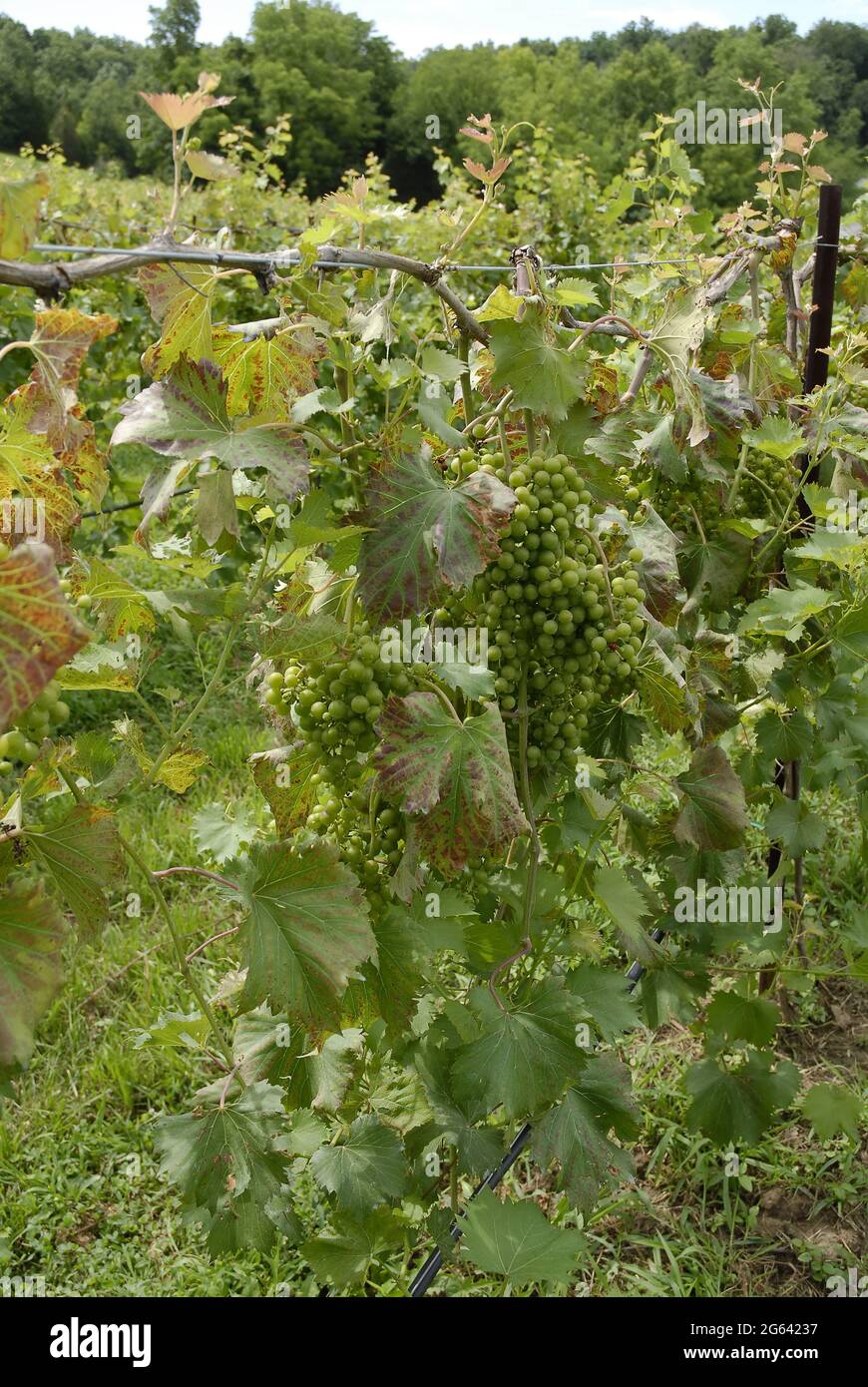 Vertical shot of grapes growing on vines in a Missouri vineyard Stock ...
