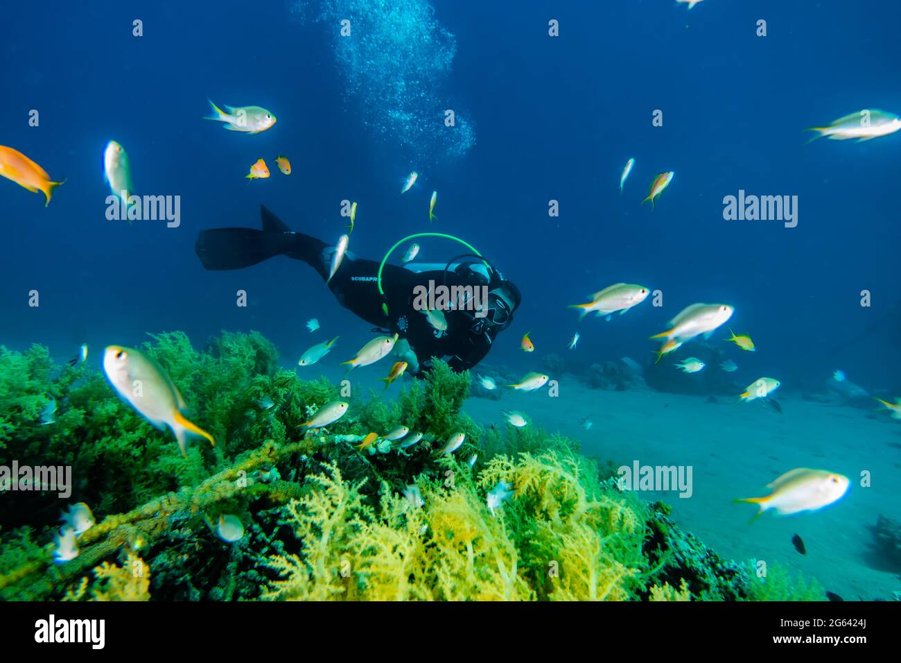 Coral reef and water plants in the Red Sea, Eilat Israel Stock Photo ...