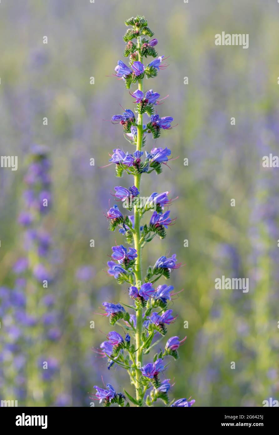 Purple viper's-bugloss (Echium plantagineum) flowering in the summer ...