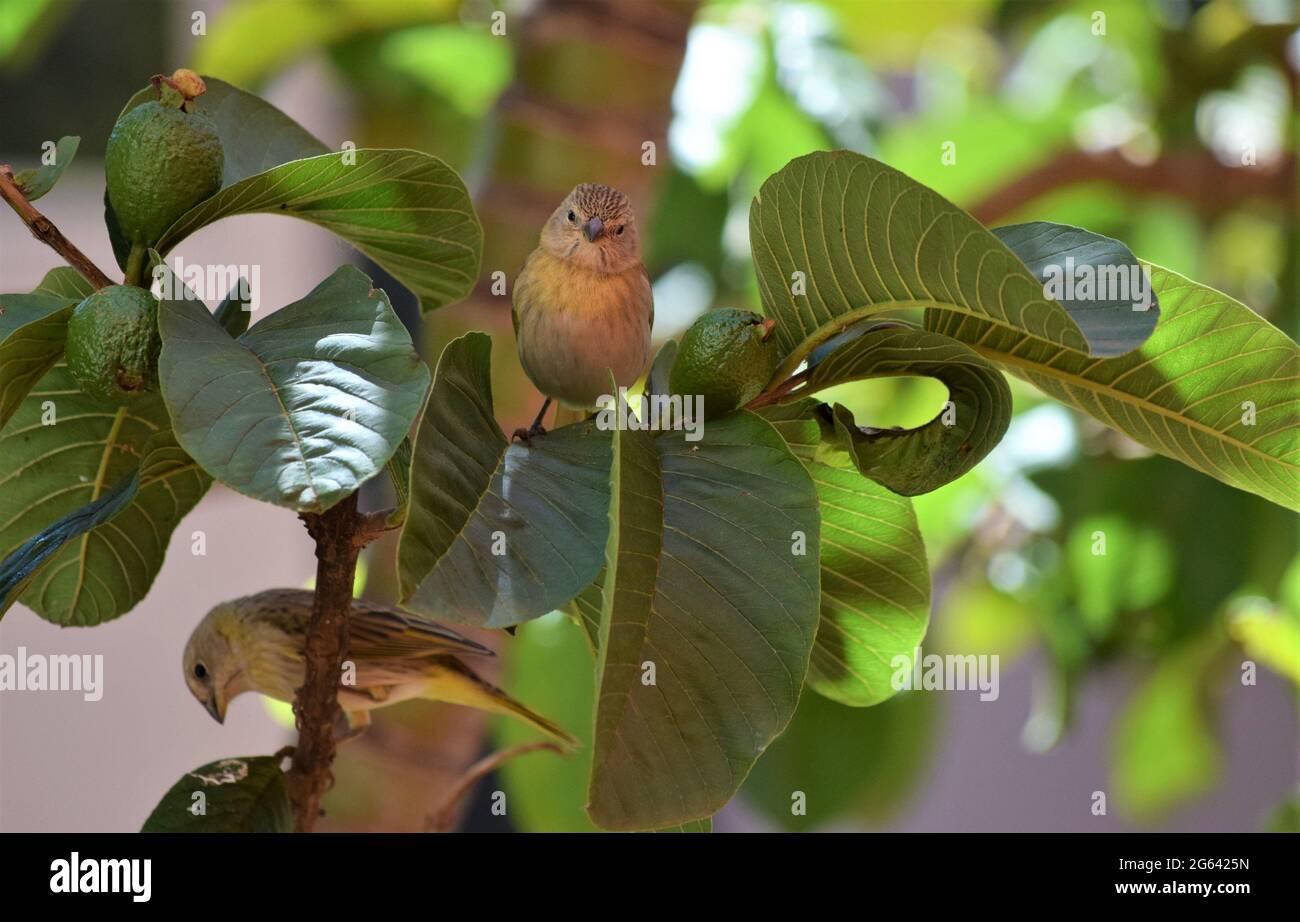 Fauna canarios hi-res stock photography and images - Alamy