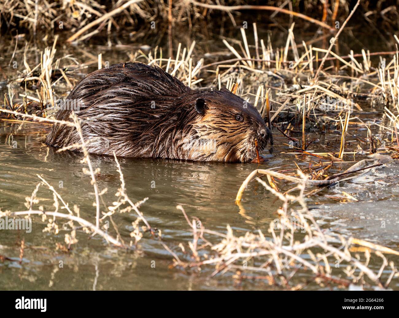 Beaver in Spring Canada Saskatchewan busy working Stock Photo - Alamy
