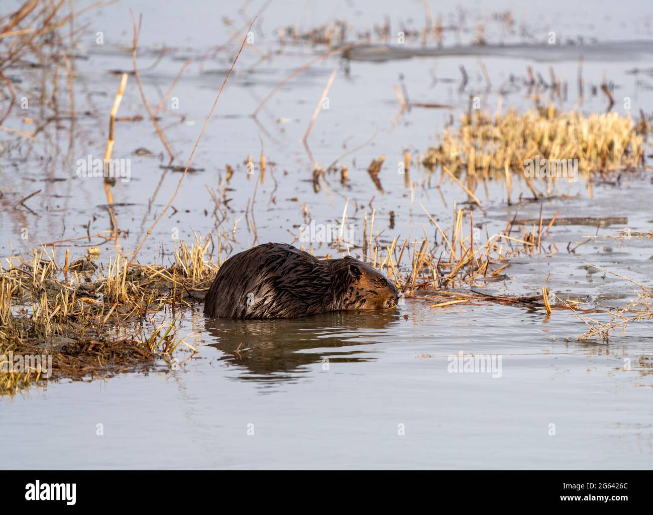 Beaver in Spring Canada Saskatchewan busy working Stock Photo - Alamy