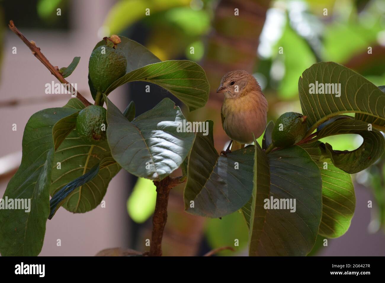 Fauna canarios hi-res stock photography and images - Alamy
