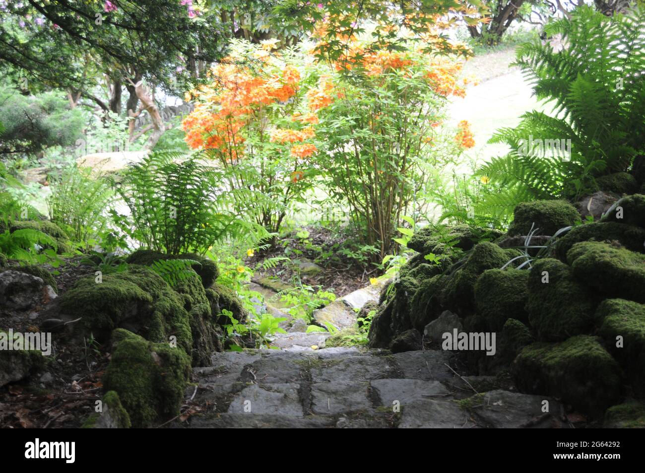 Haweswater trees lake district hi-res stock photography and images - Alamy