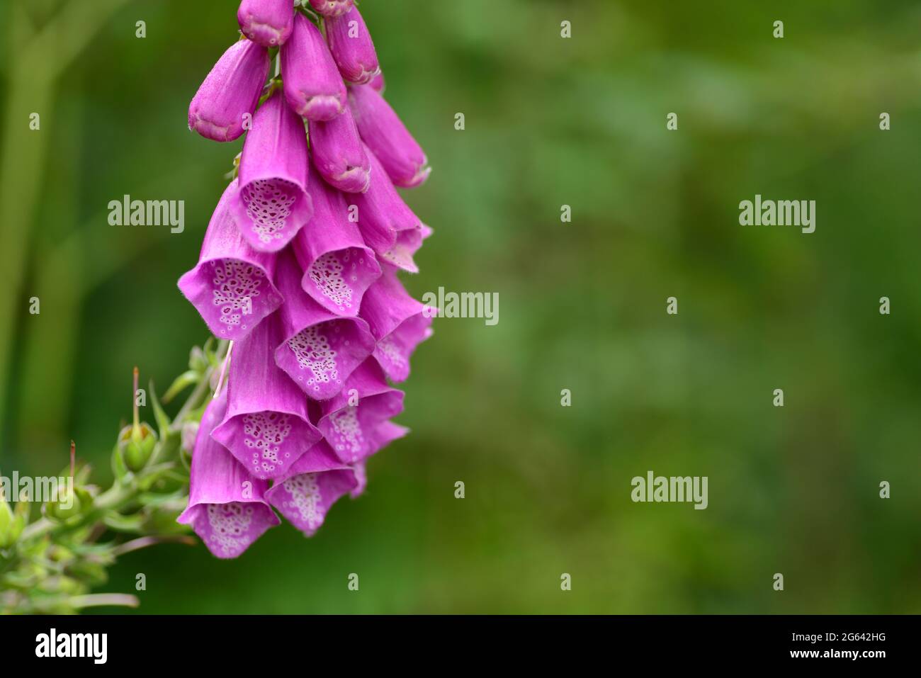 Foxglove, U.K. Summer wildflower Stock Photo - Alamy