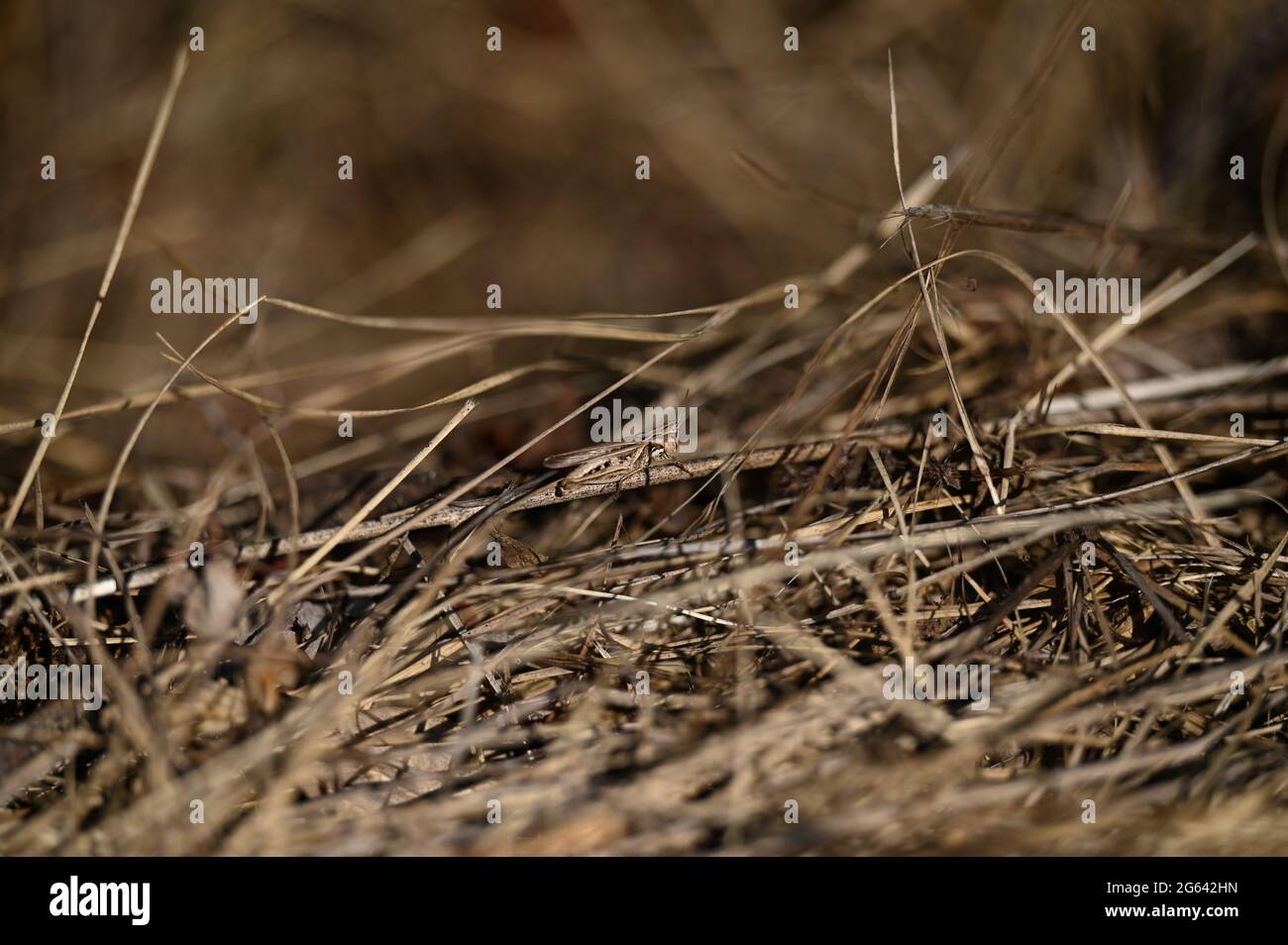 Camouflage bugs hi-res stock photography and images - Alamy