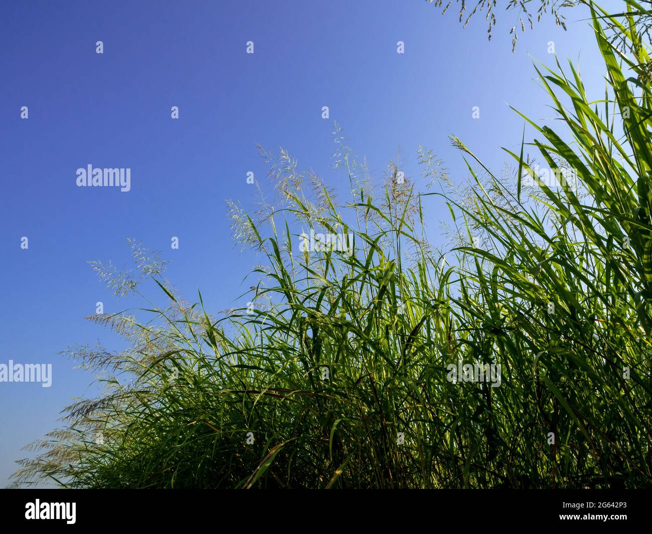 Flower of Phragmites karka grass in the bright sunlight and fluffy ...