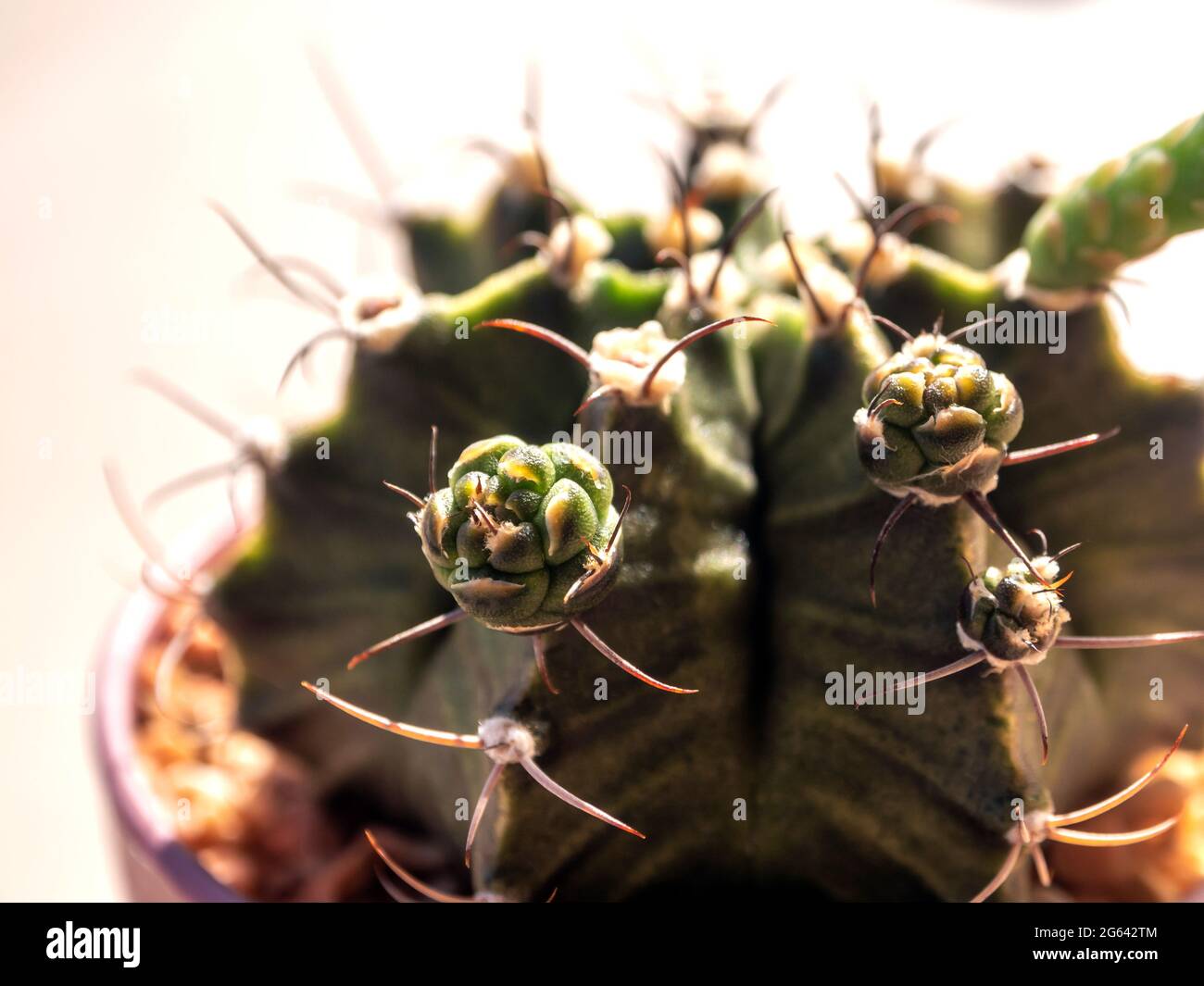 Small bud of Gymnocalycium Cactus Stock Photo - Alamy