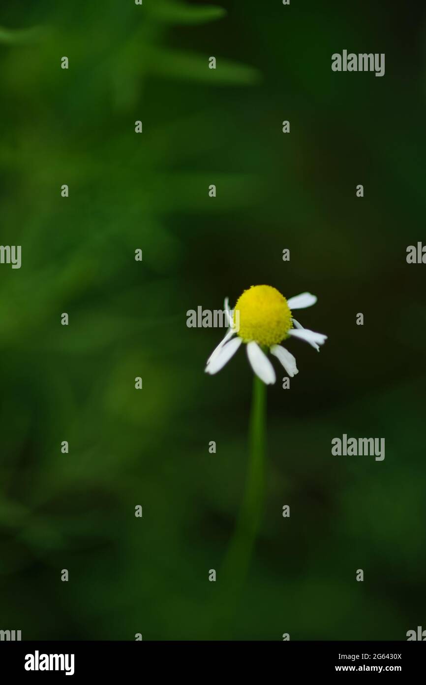 Old white chamomile flower grow in the deep green garden Stock Photo ...