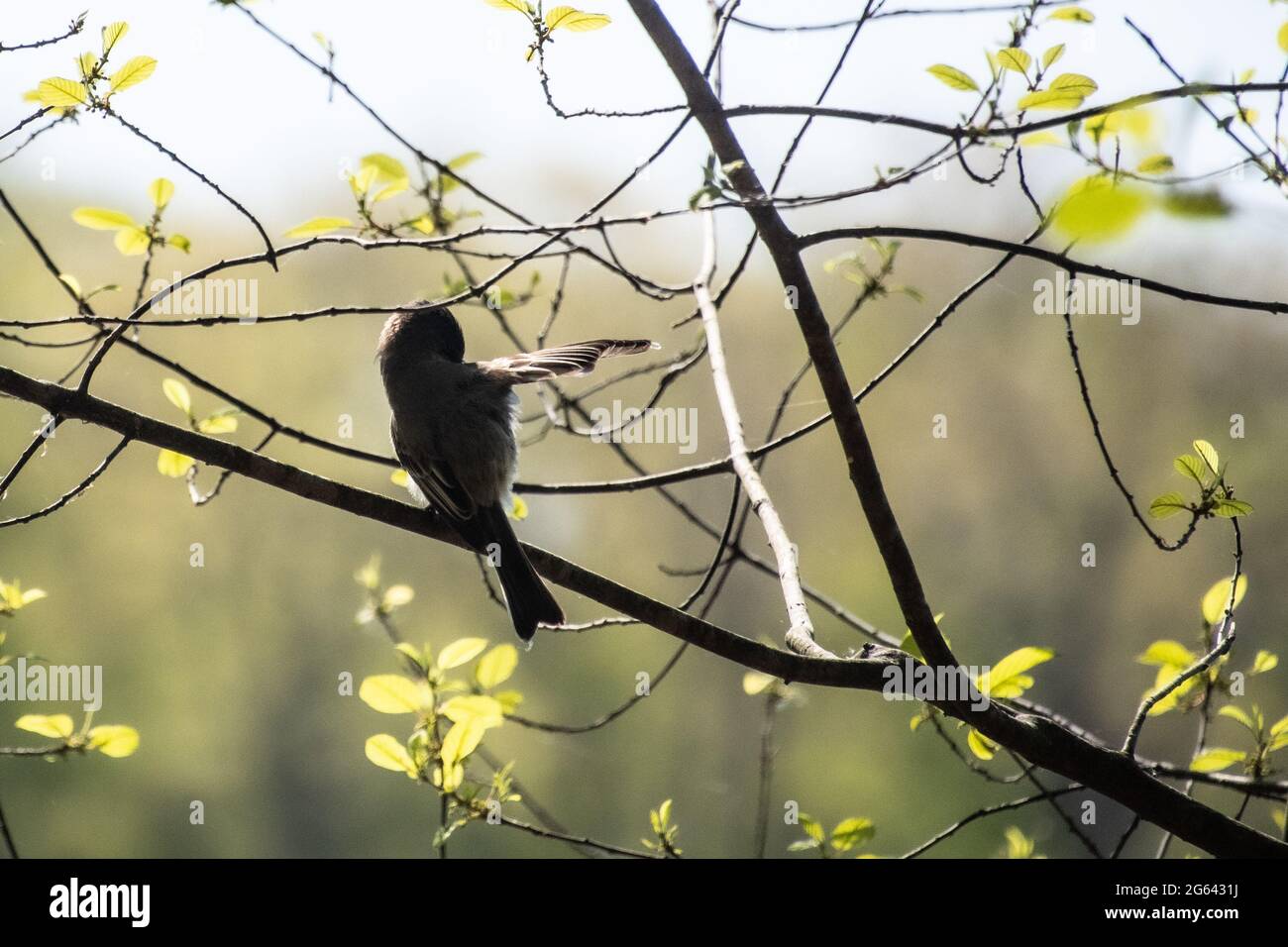 An eastern Phoebe with one wing raised Stock Photo - Alamy