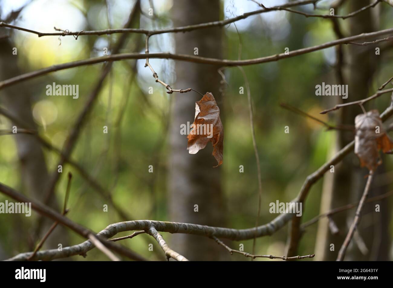 Autumn in brazil hi-res stock photography and images - Alamy