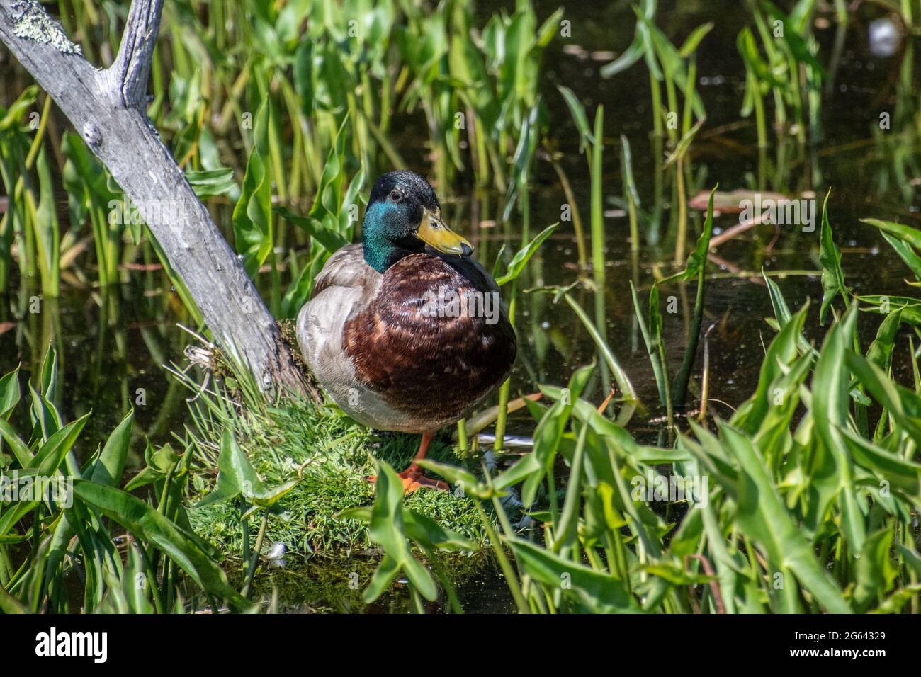 Male mallard standing hi-res stock photography and images - Alamy