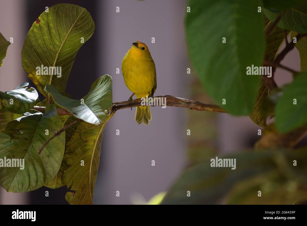 Fauna canarios hi-res stock photography and images - Alamy