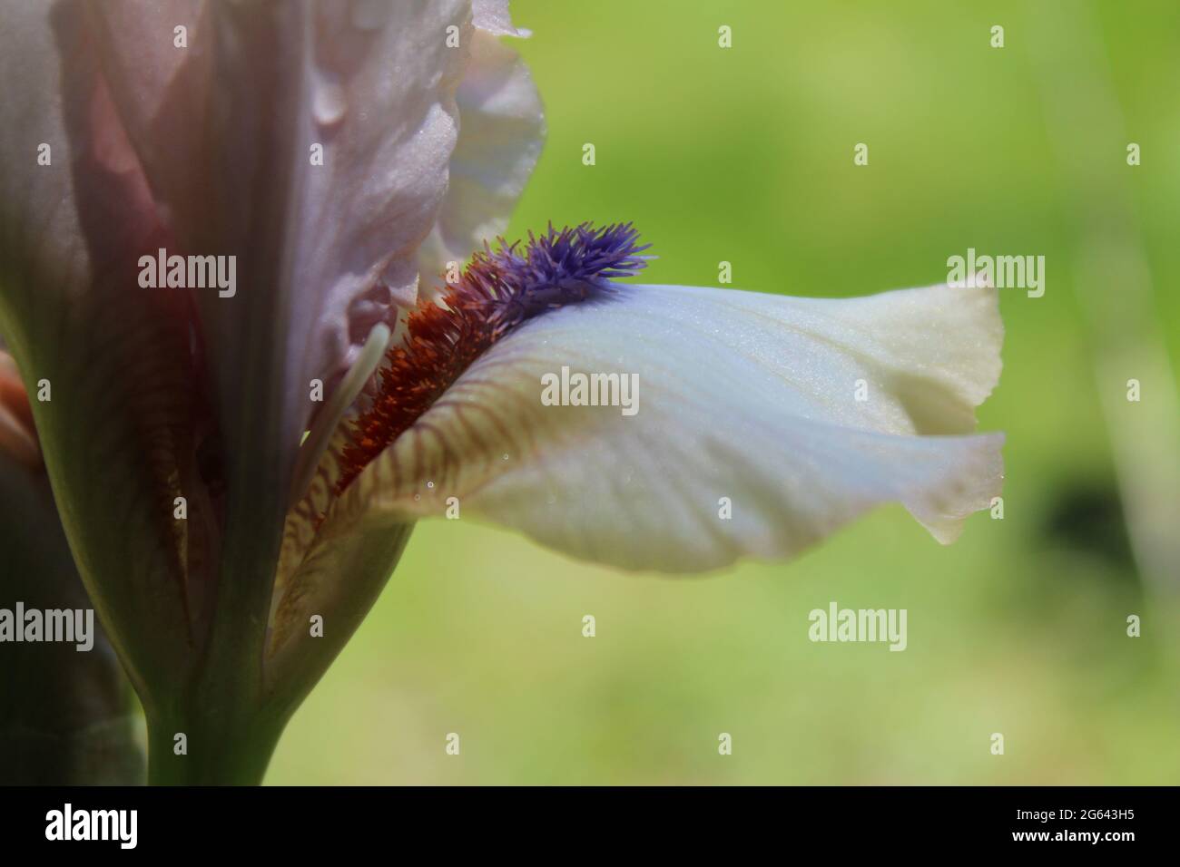 Inside of an Iris Stock Photo - Alamy