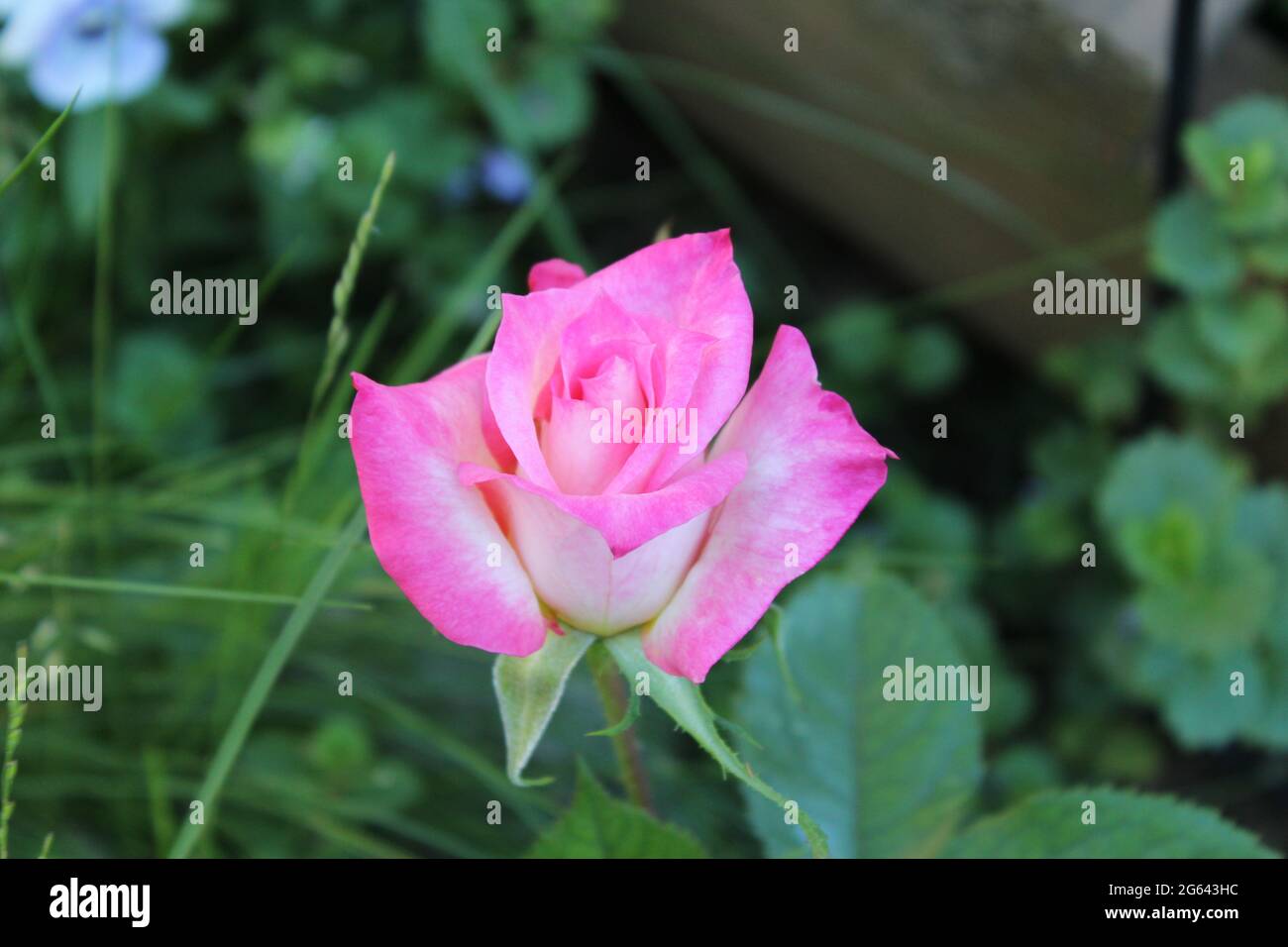 Summer roses maine hi-res stock photography and images - Alamy