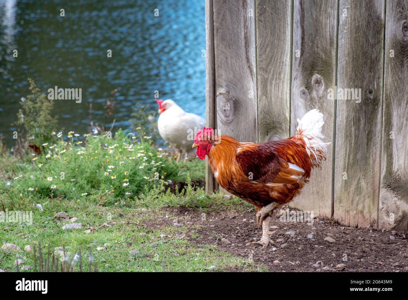 Chicken standing on one leg hi-res stock photography and images - Alamy