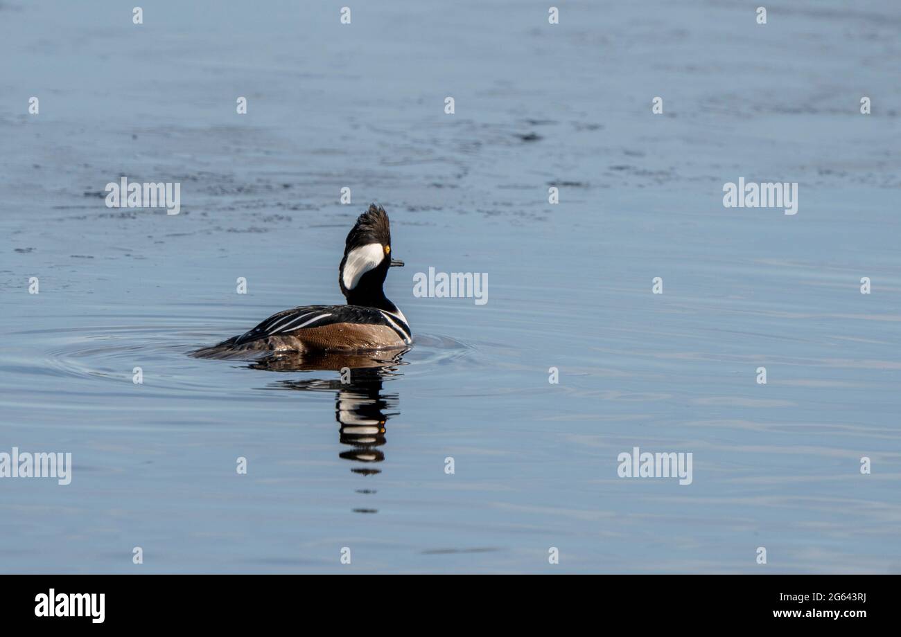 Hooded Merganser Ducks in Northern Saskatchewan Canada Stock Photo - Alamy