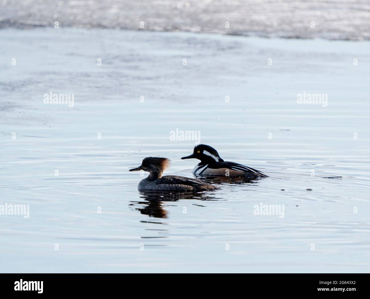 Hooded Merganser Ducks in Northern Saskatchewan Canada Stock Photo - Alamy
