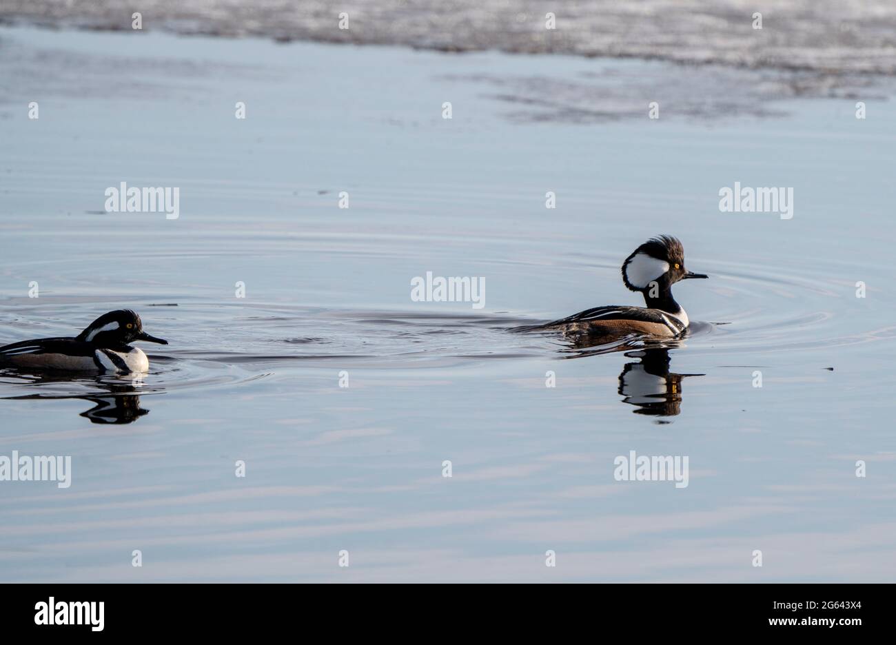Hooded Merganser Ducks in Northern Saskatchewan Canada Stock Photo - Alamy