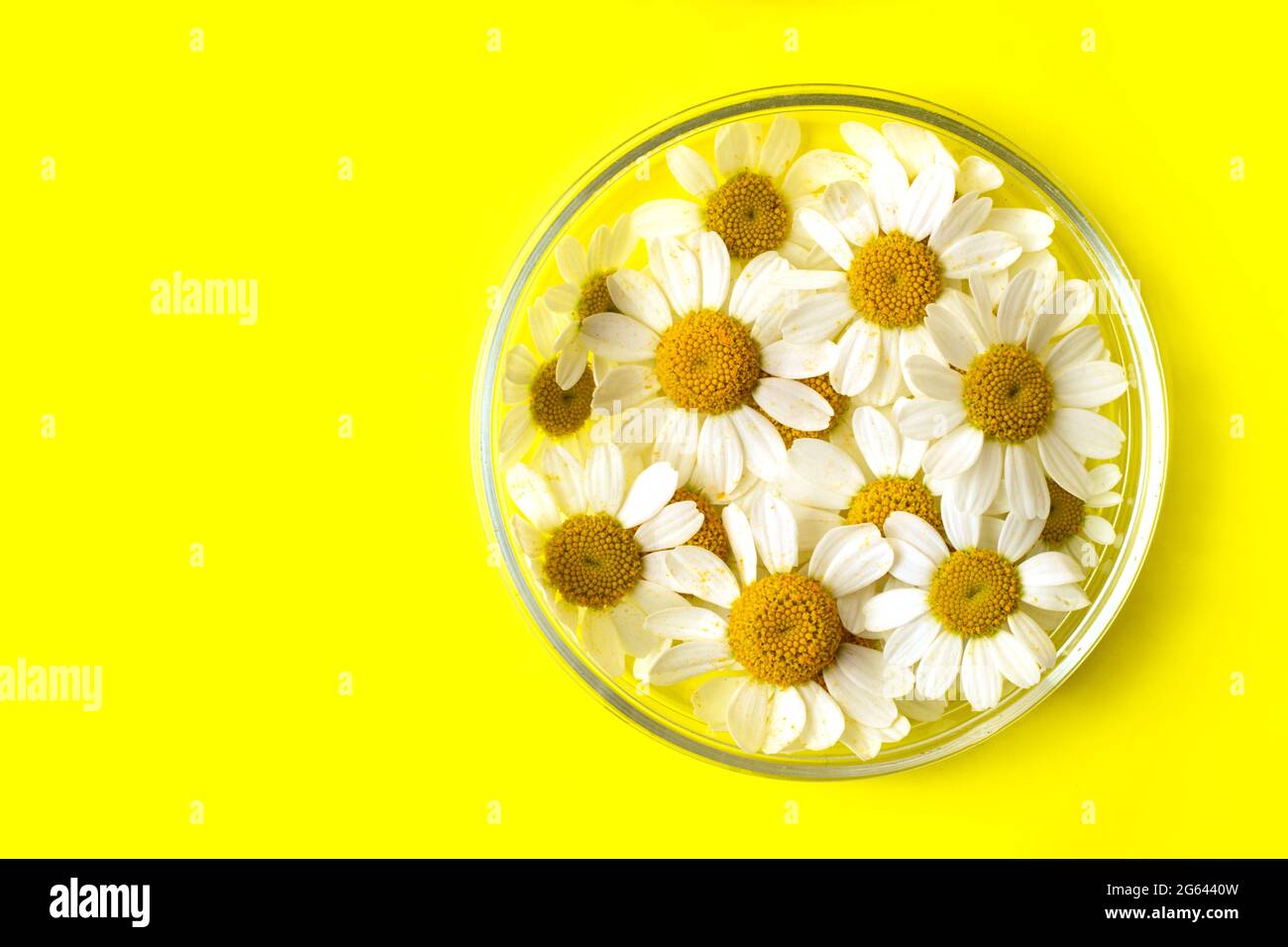 Top view of fresh chamomiles in the petri dish.Bright yellow background ...