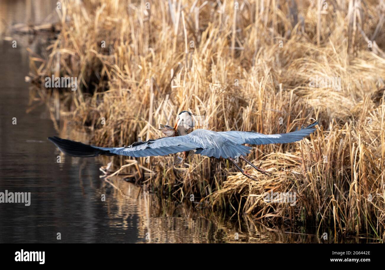 Great Blue Heron with Fish in mouth Pike Stock Photo - Alamy