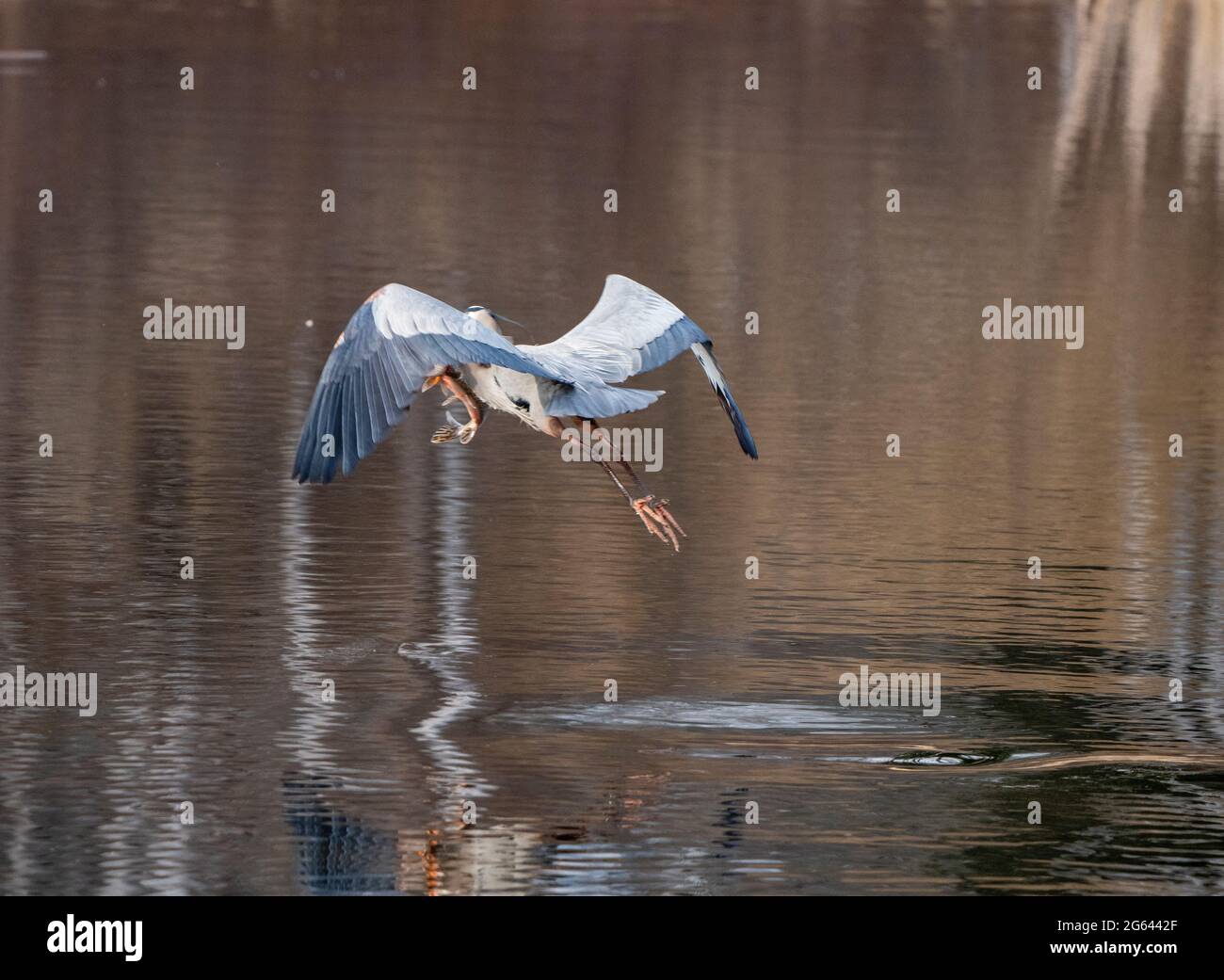 Great Blue Heron with Fish in mouth Pike Stock Photo - Alamy