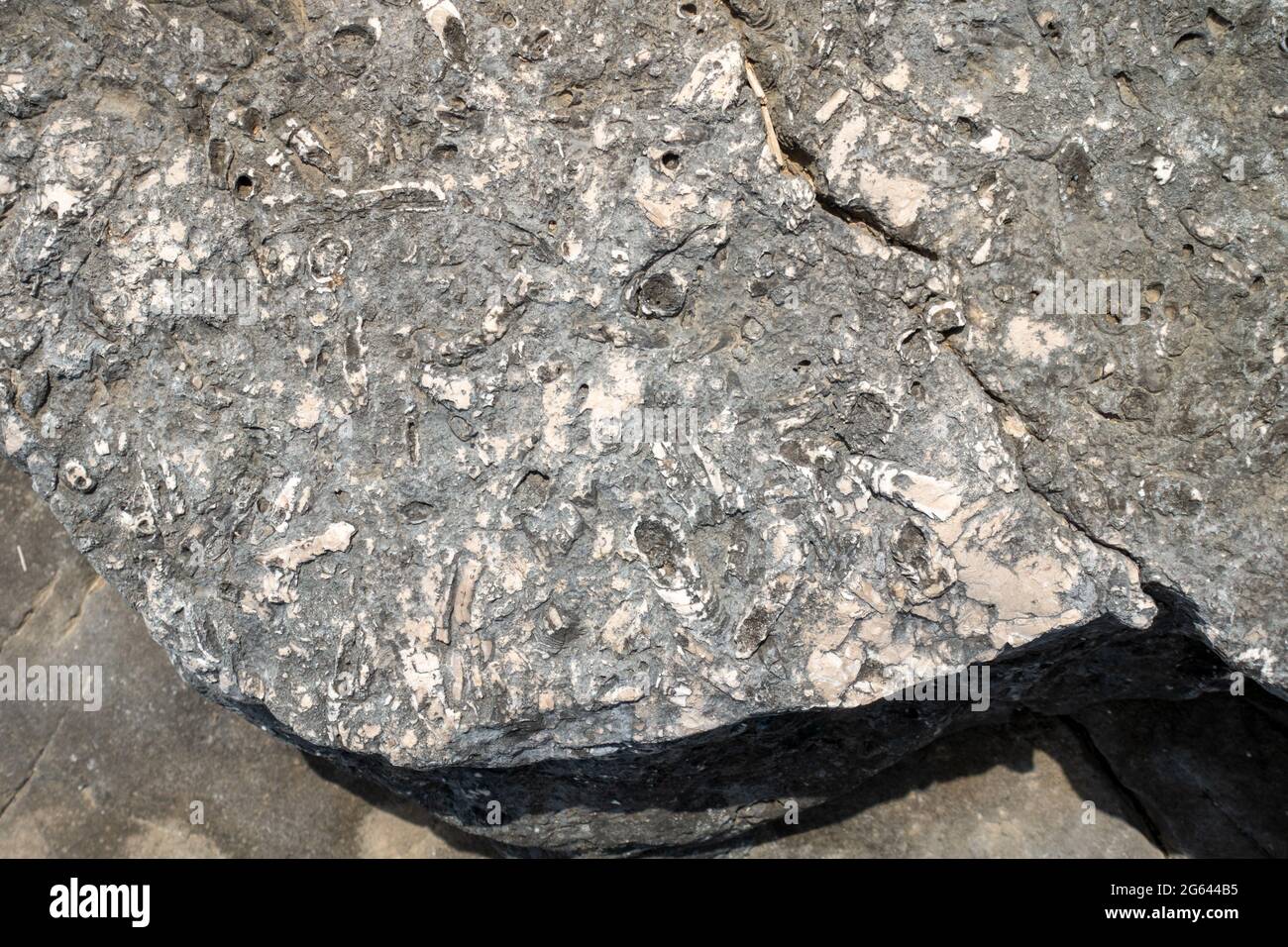 Rudista hi-res stock photography and images - Alamy