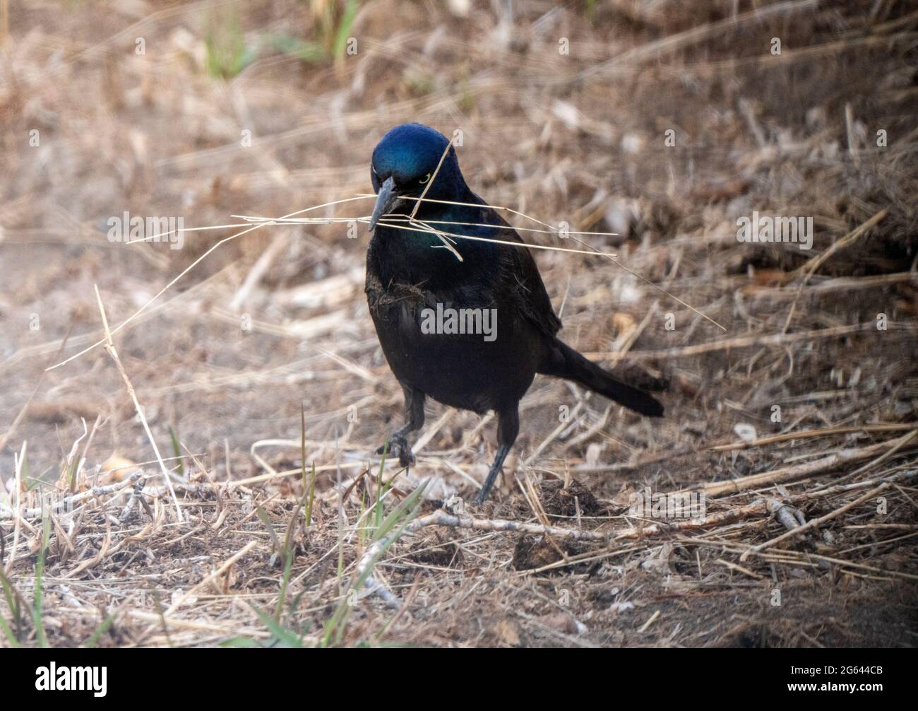 Close up foraging hi-res stock photography and images - Alamy
