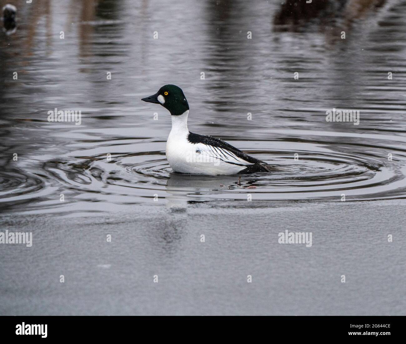 Goldeneye Ducks Saskatchewan Northern Boreal Fprest Pond Stock Photo ...