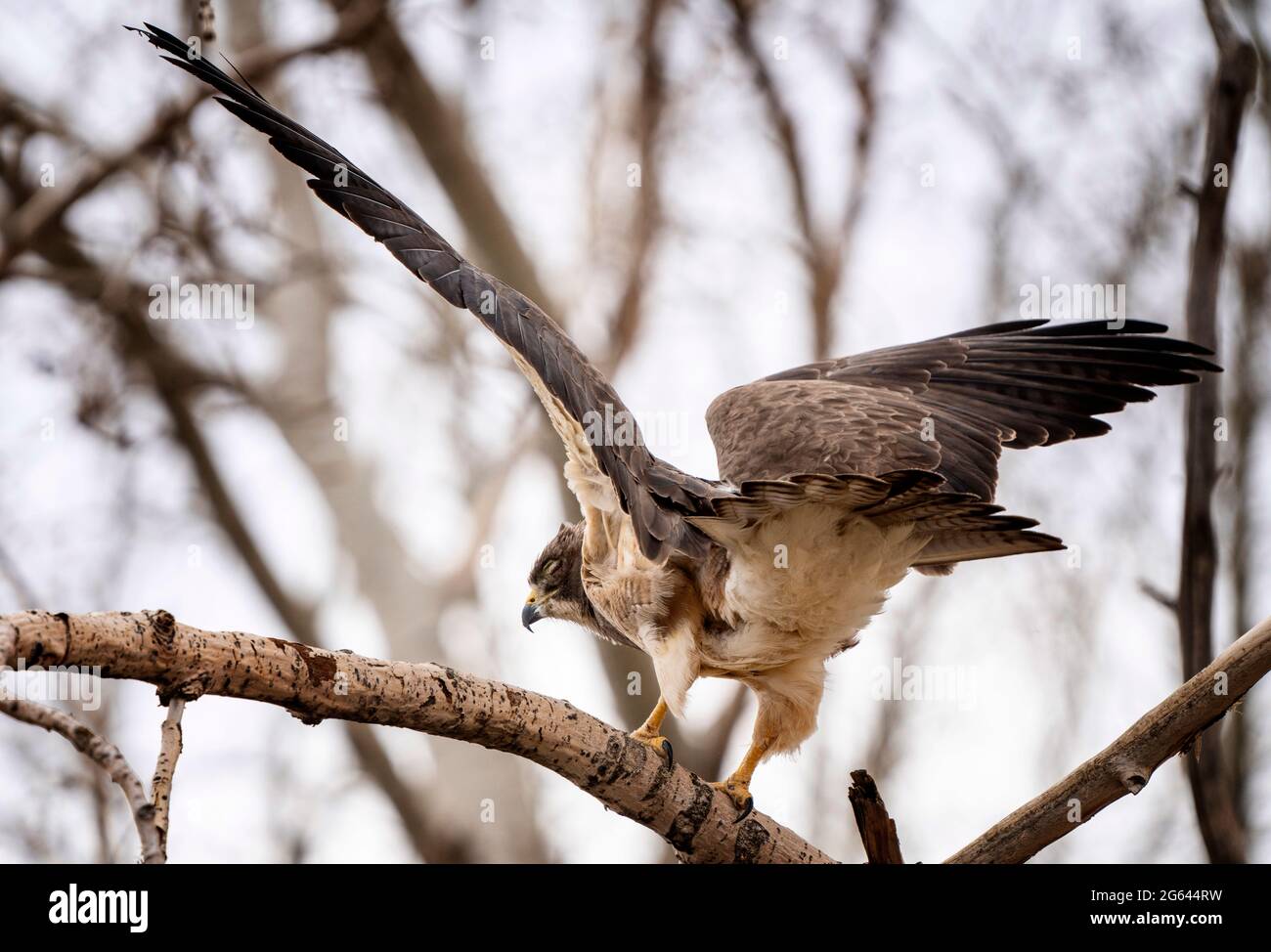 Hawk in Saskatchewan Canada in tree Canada Stock Photo - Alamy