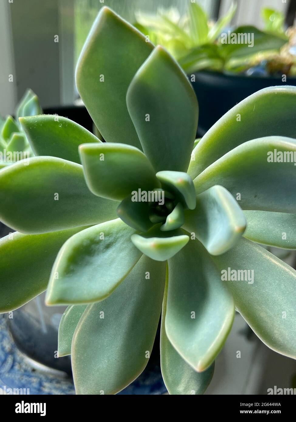succulent type plant Echeveria agavoides background pointed fleshy ...