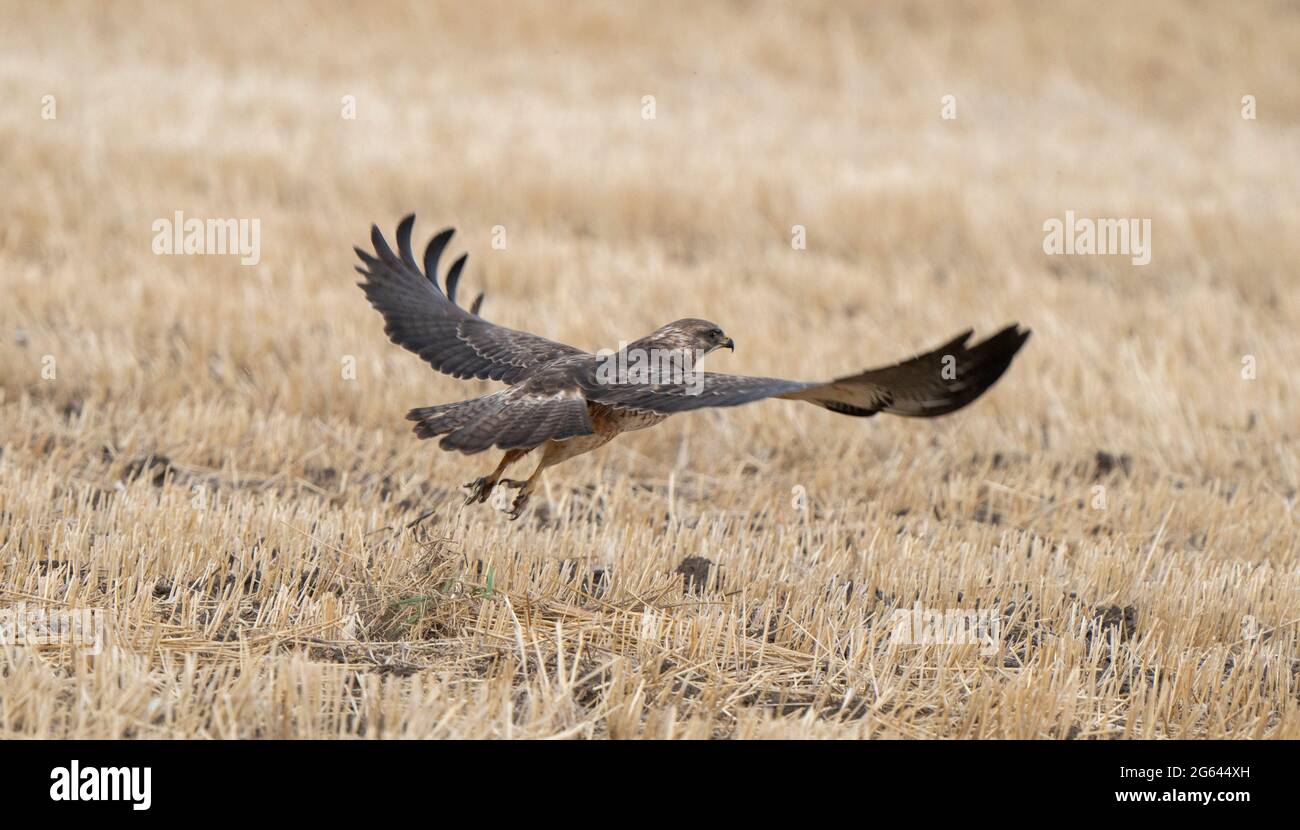Hawk in Saskatchewan Canada in flight Canada Stock Photo - Alamy