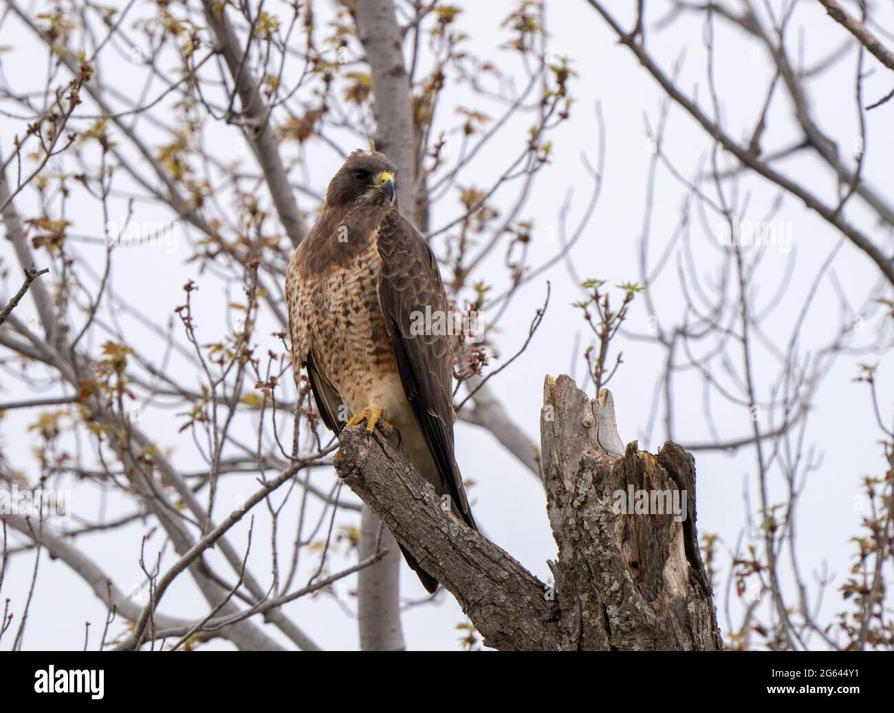 Hawk in Saskatchewan Canada in tree Canada Stock Photo - Alamy