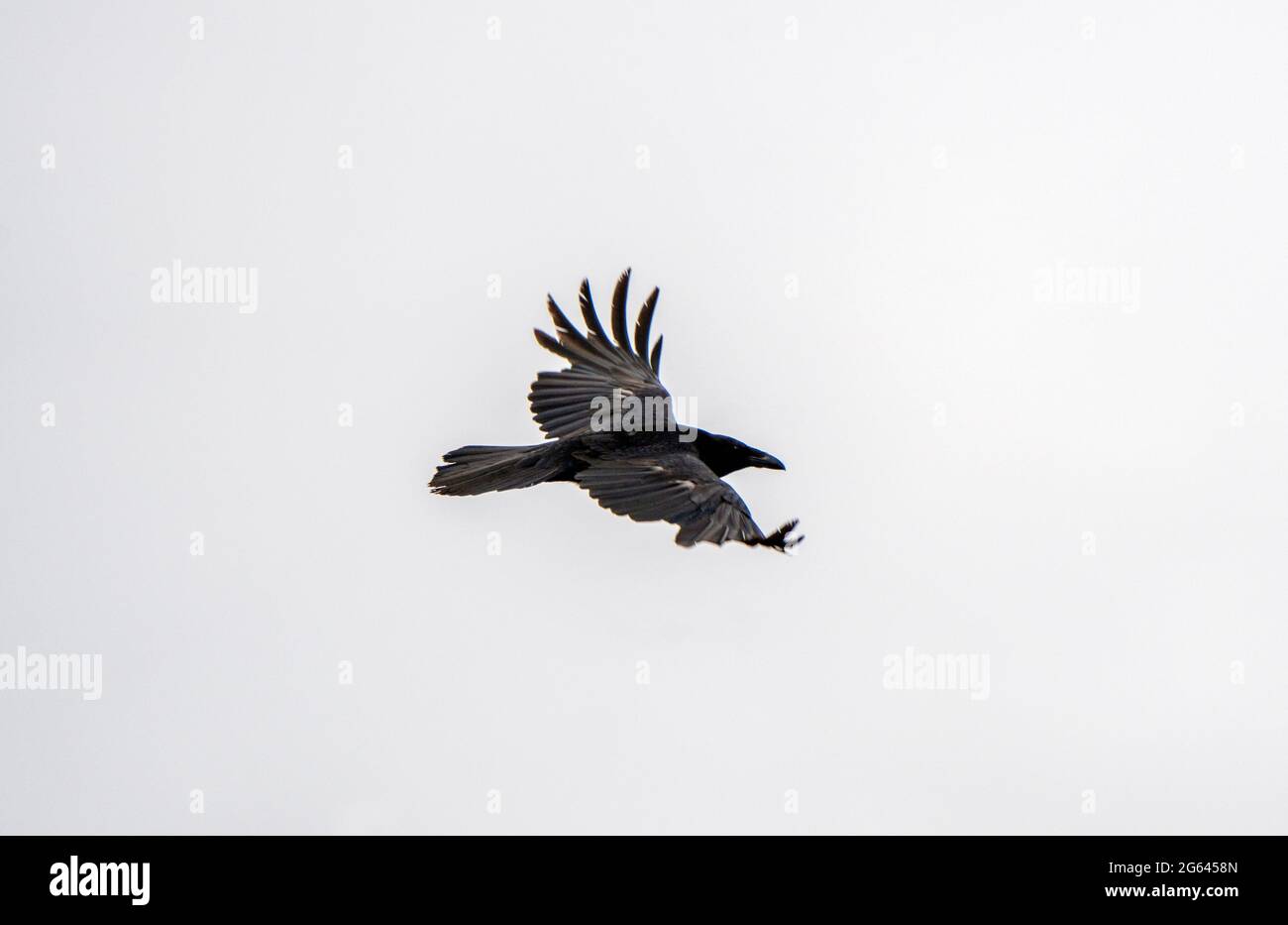Crow Raven in Flight spring Saskatchewan Canada Stock Photo - Alamy