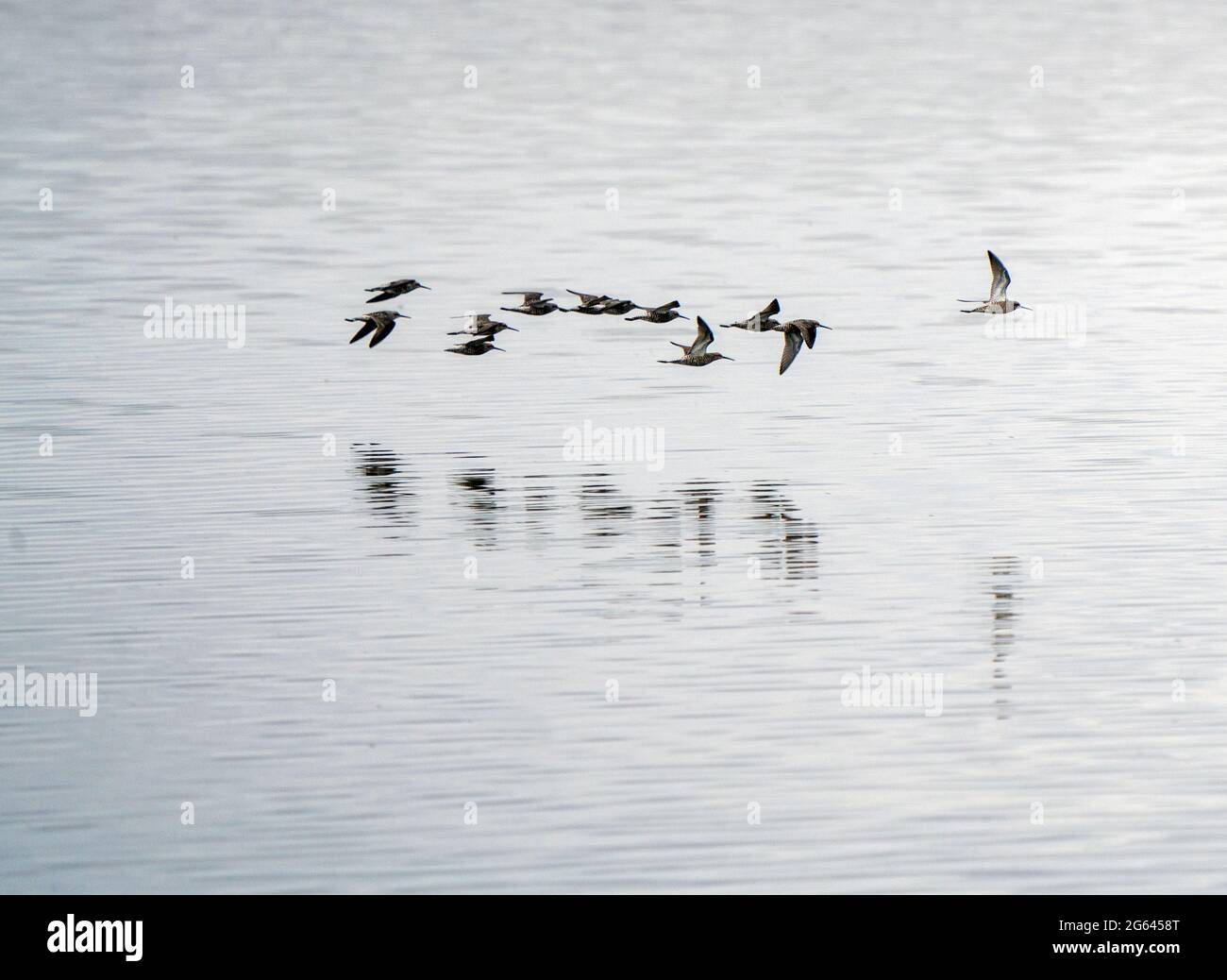 Shorebirds in flight hi-res stock photography and images - Alamy