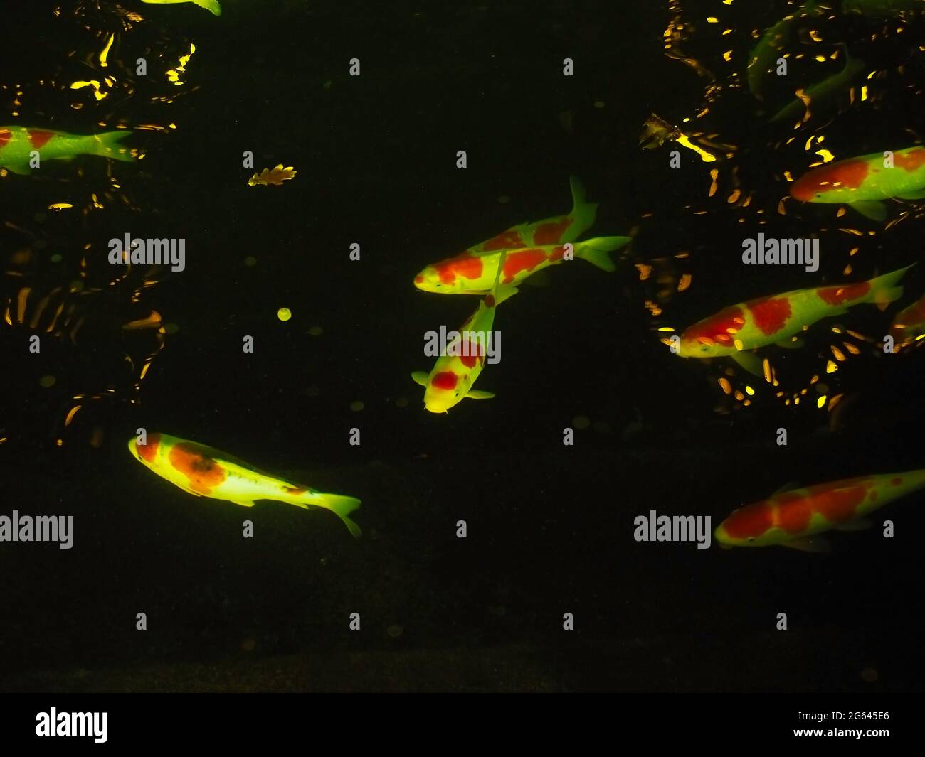 Decorative red and yellow spotted carps swim in dark water of the night ...